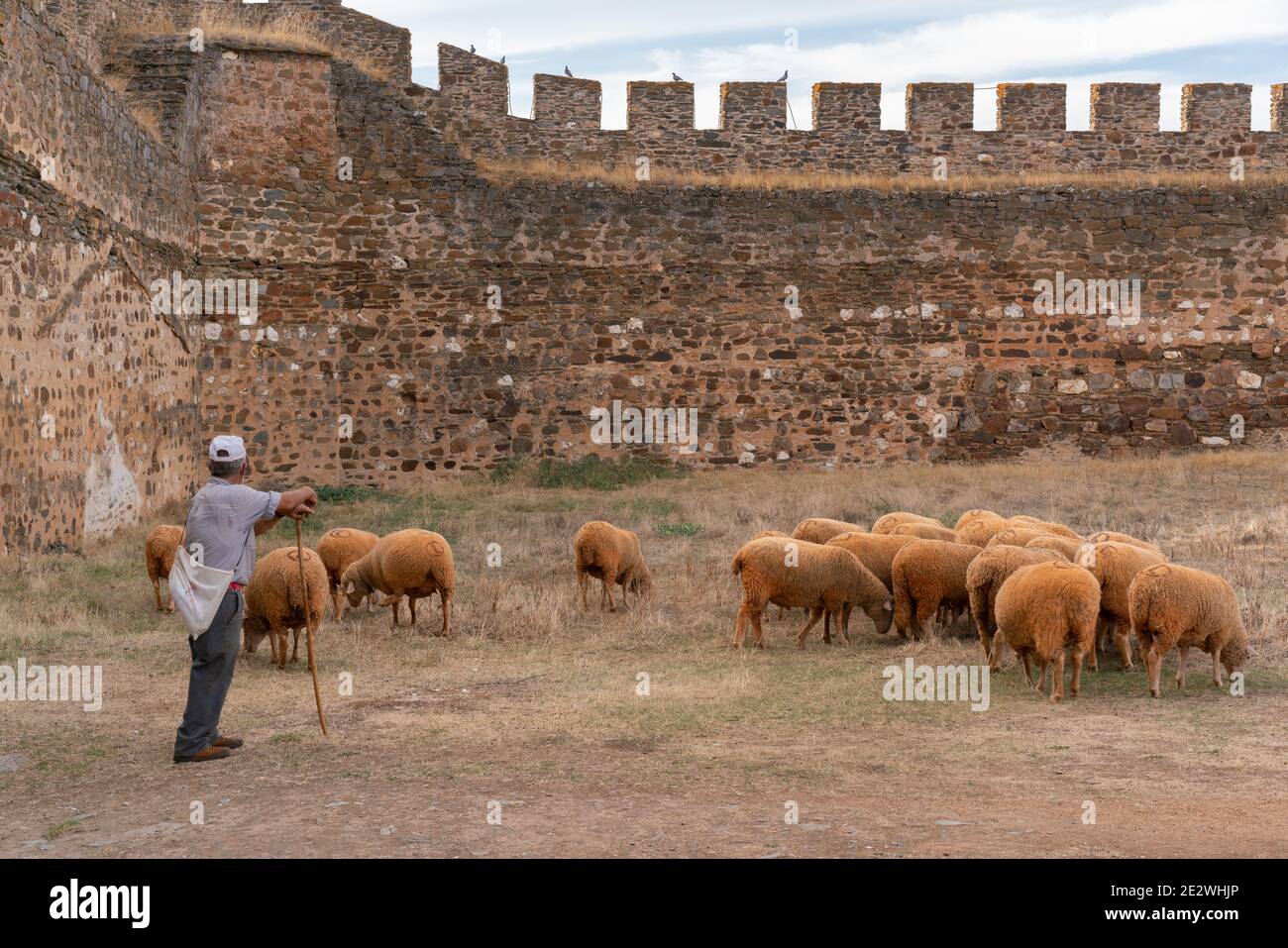 Sheep with shepherd inside of a castle in Terena Alentejo, Portugal ...