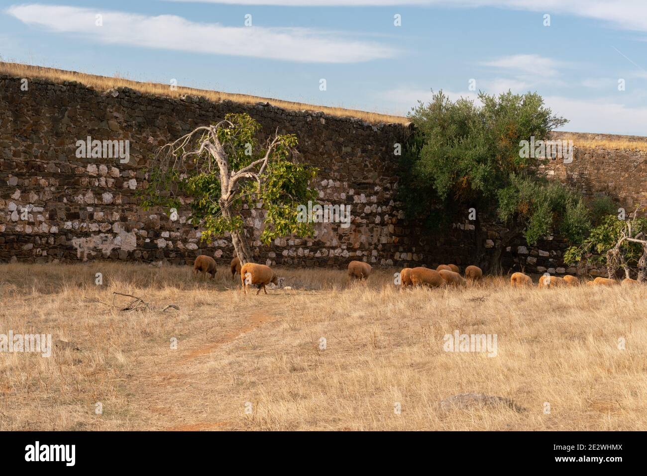 Sheep with shepherd inside of a castle in Terena Alentejo, Portugal ...