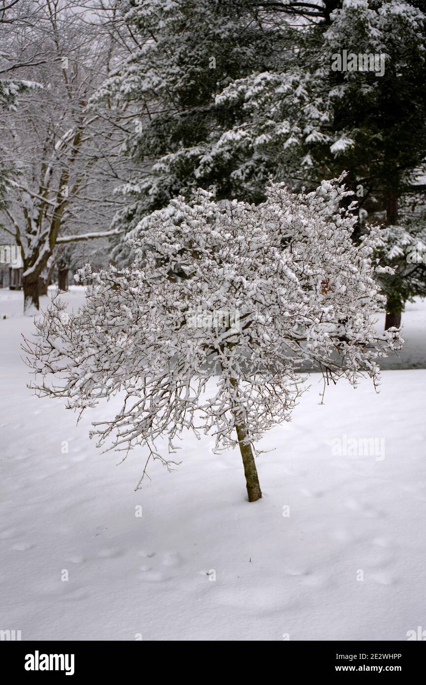 The winter landscape of Ada Park in Grand Rapids, Michigan Stock Photo ...