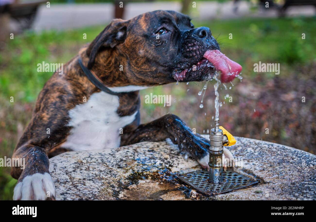 Bulldog fountain hi-res stock photography and images - Alamy