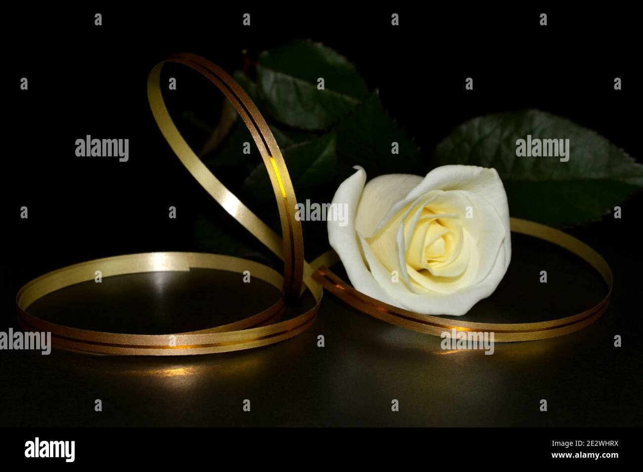 White rose and golden ribbon on black background Stock Photo - Alamy