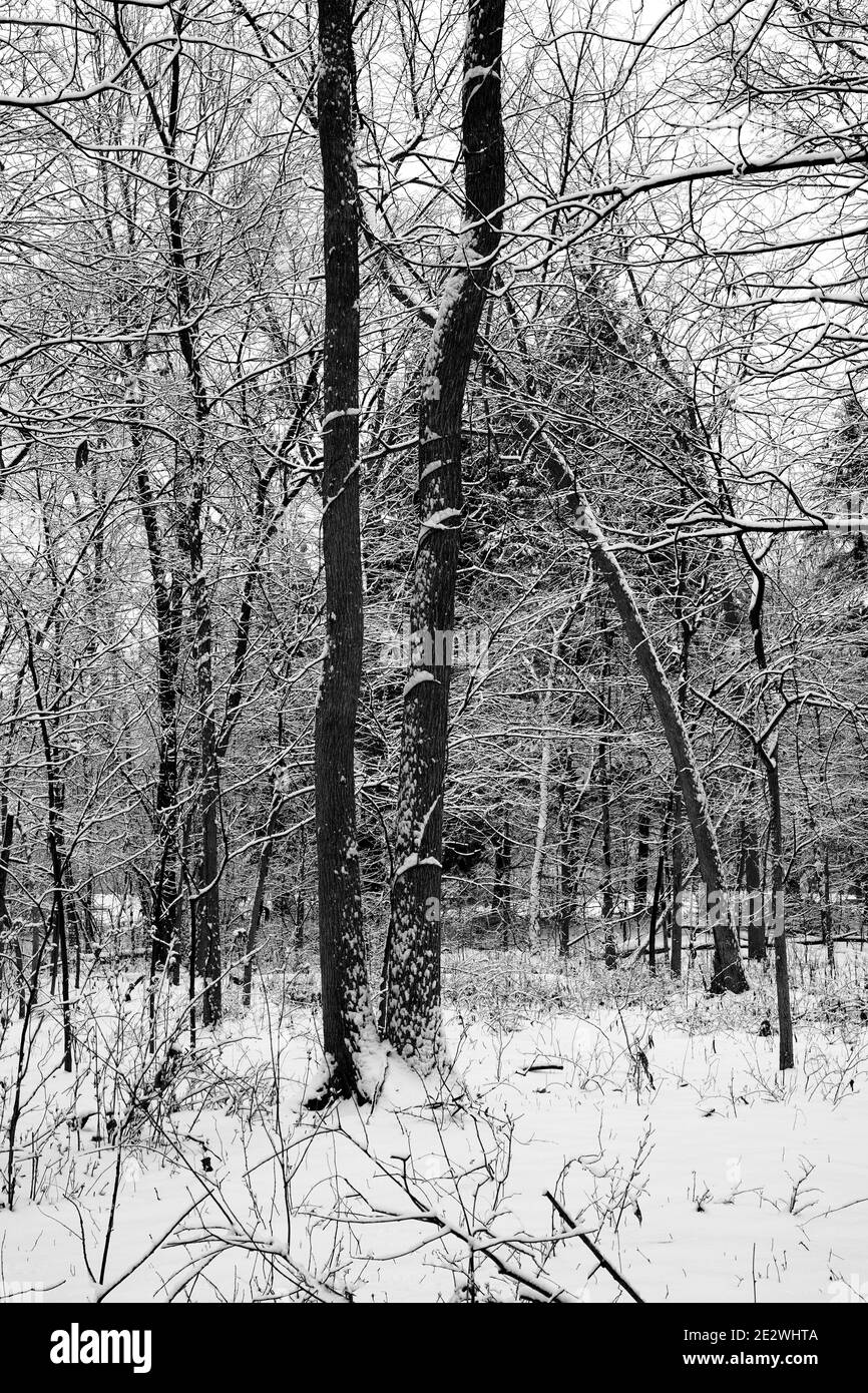 The winter landscape of Ada Park in Grand Rapids, Michigan Stock Photo ...