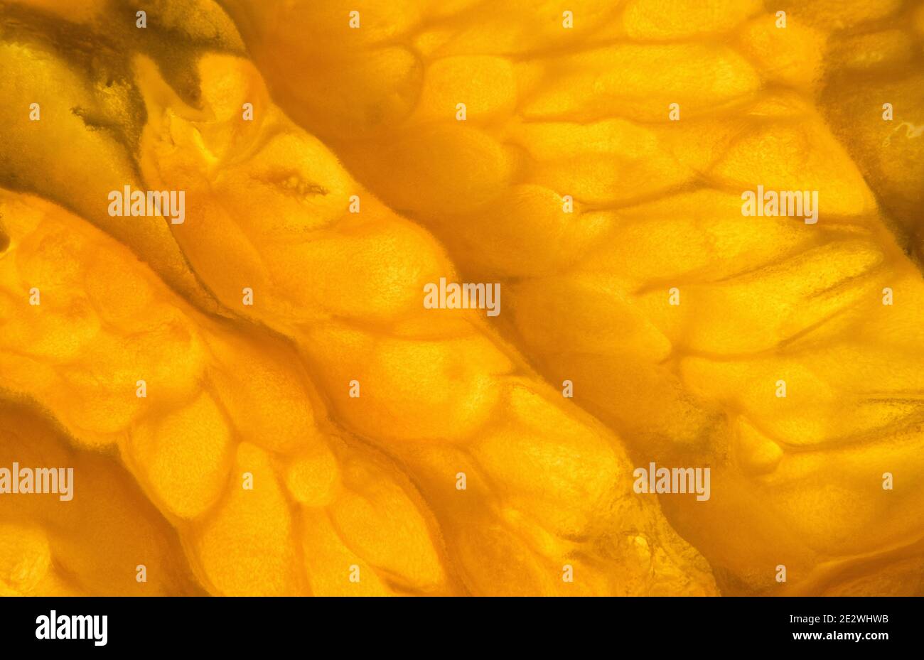 Fruit cell structure hi-res stock photography and images - Alamy
