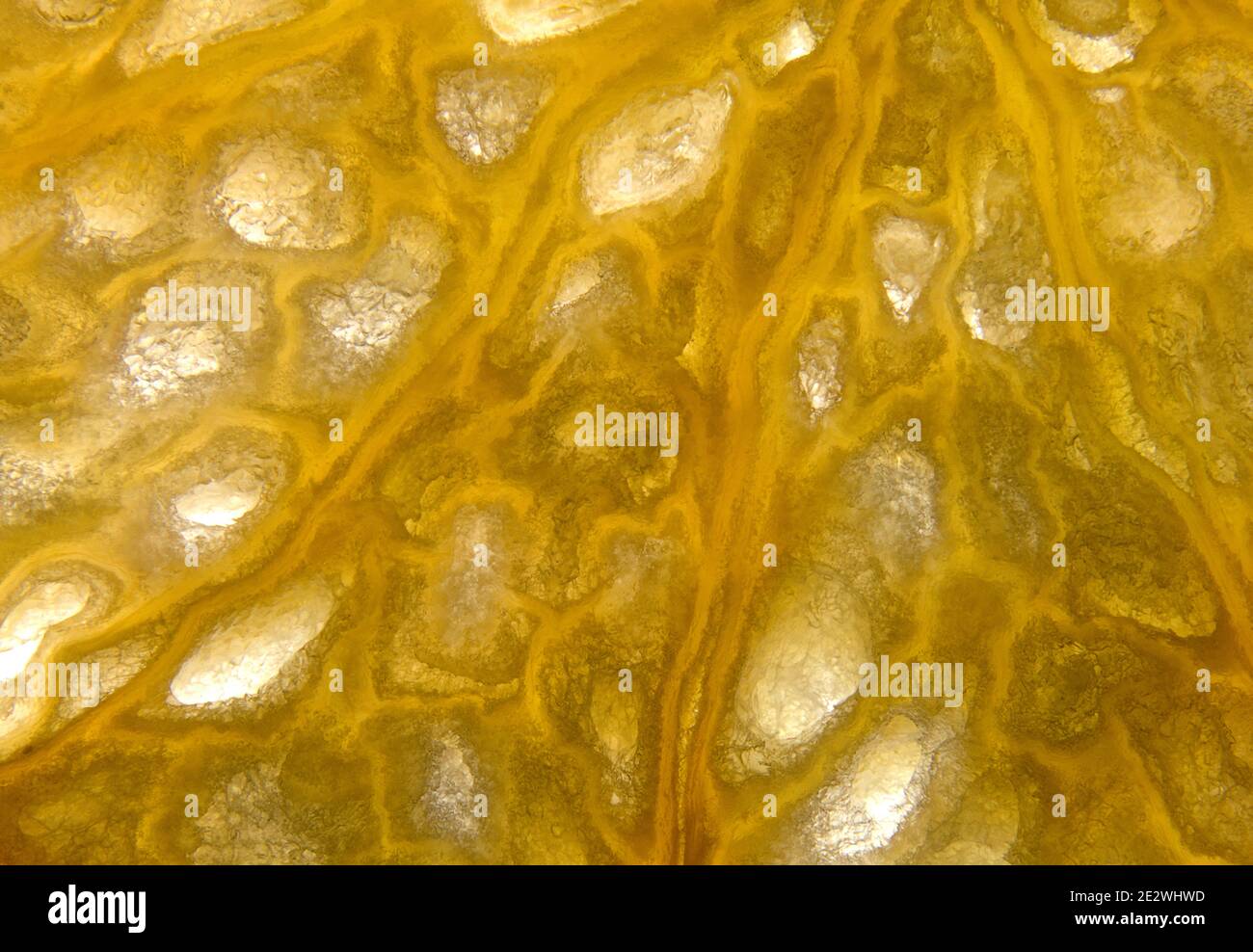 Closeup macro photo of a slice of sweet orange (Citrus sinensis ...