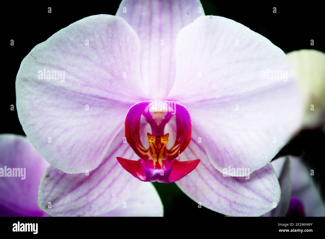 Deep pink orchid inside and light pink petals. No people Stock Photo ...