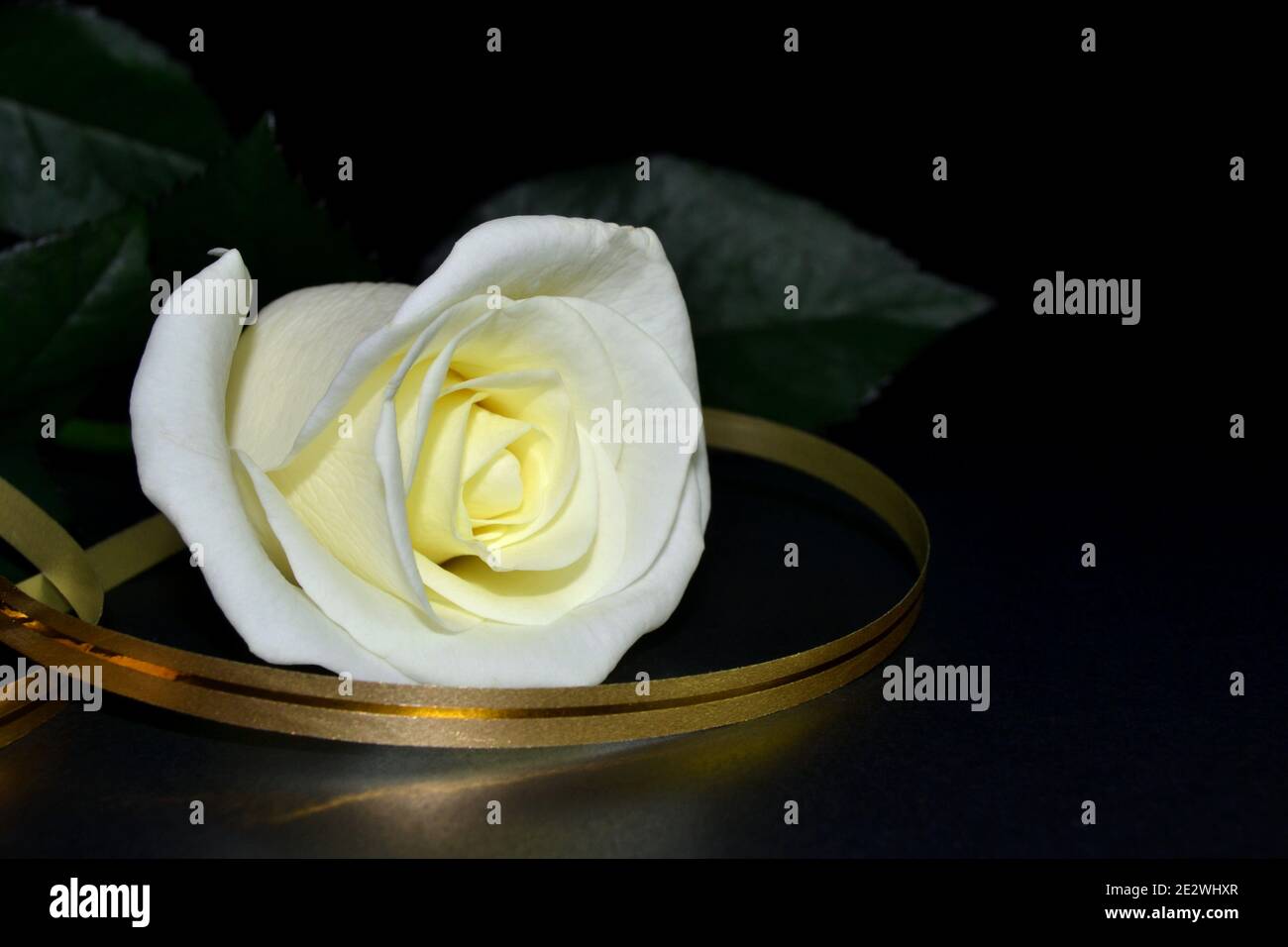 White rose and golden ribbon on black background Stock Photo - Alamy