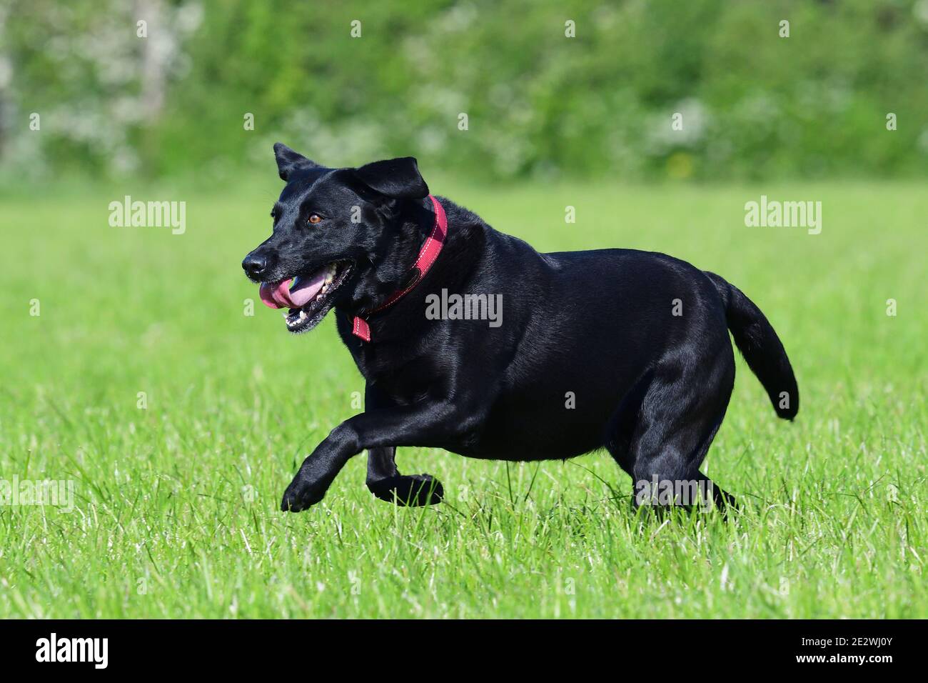 Action shot of a young black Labrador running through a field Stock ...