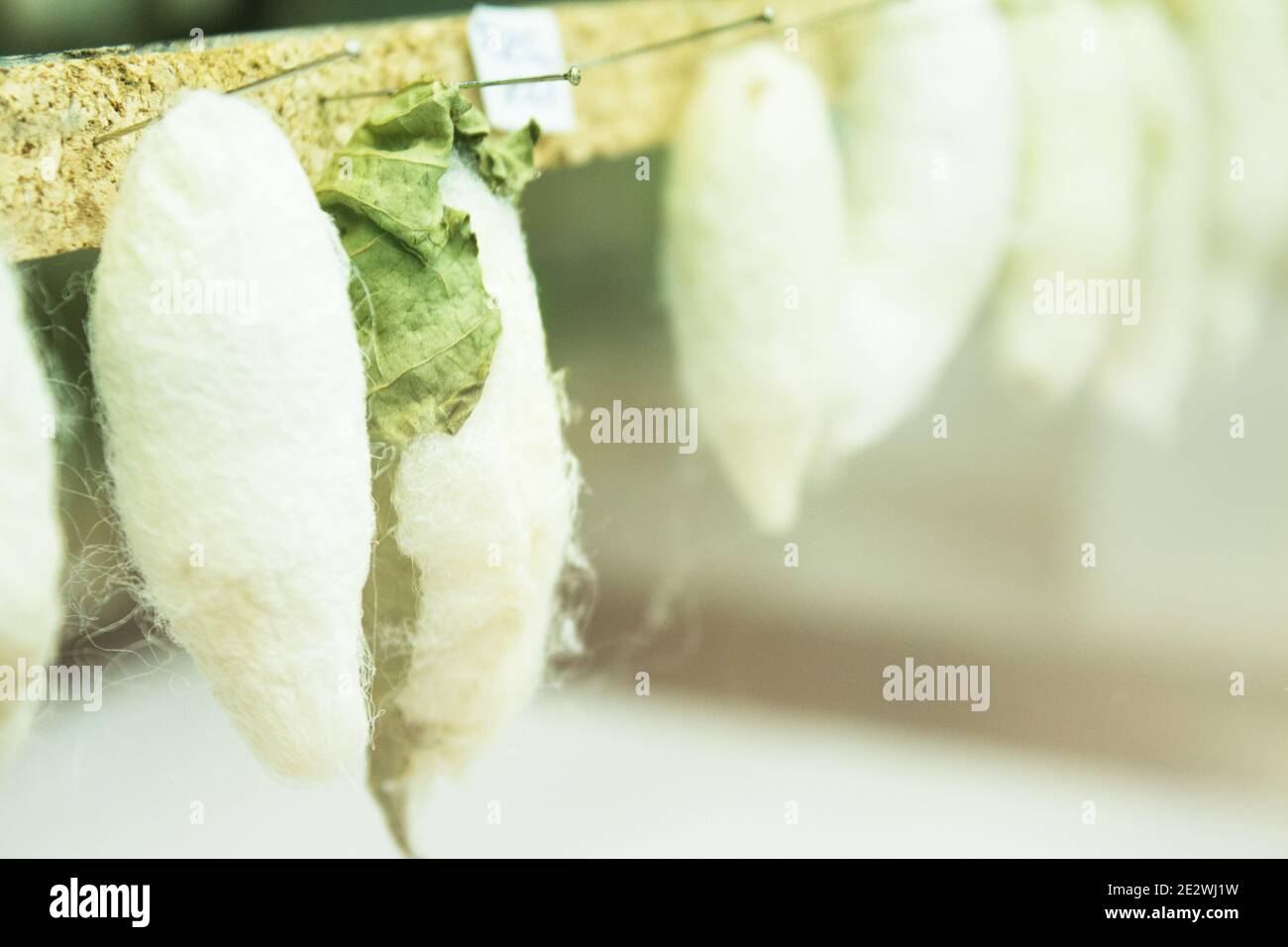 Butterfly nests with some of them being born. No people Stock Photo - Alamy