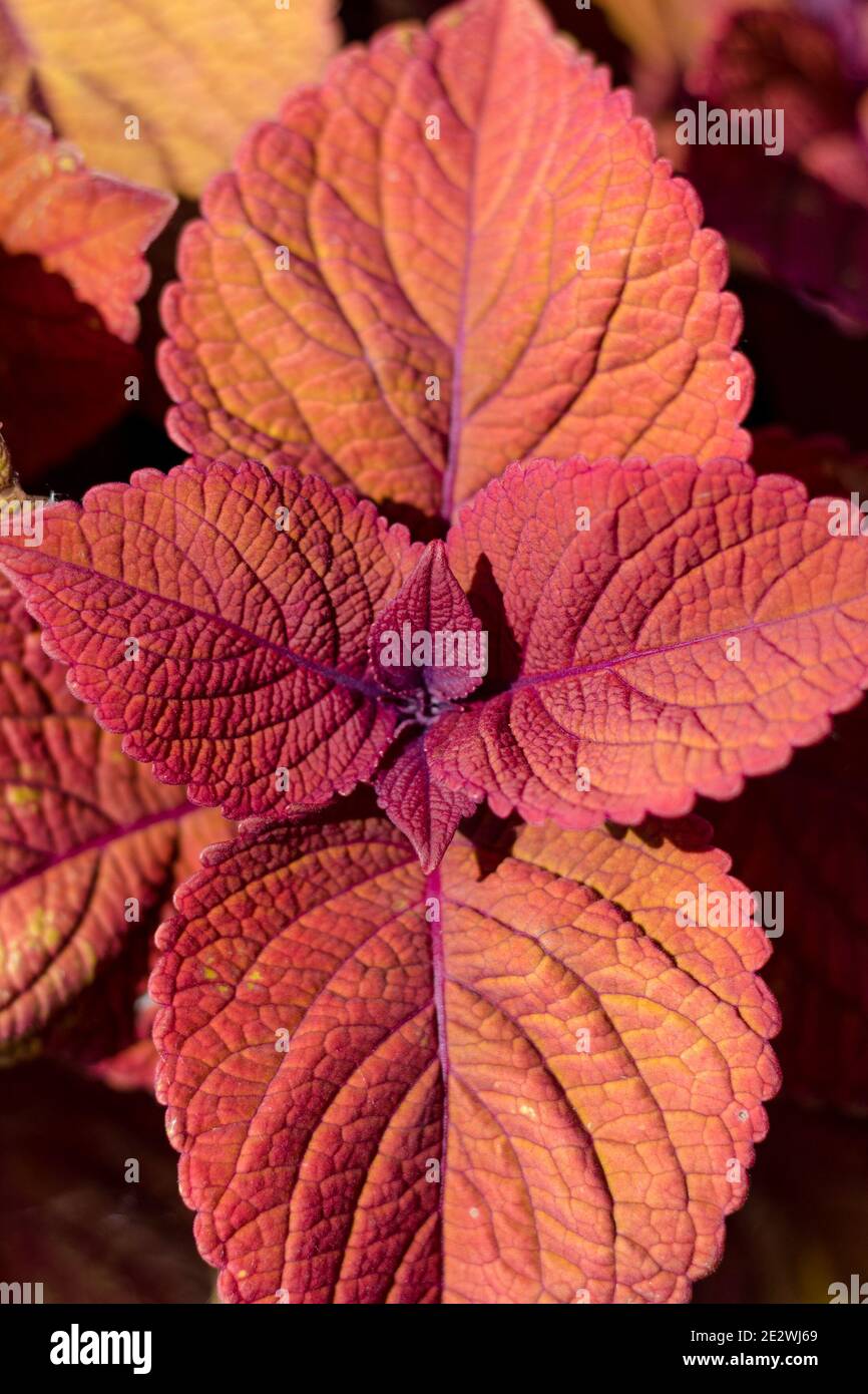 Vertical shot of red coleus growing in a garden under the sunlight with ...