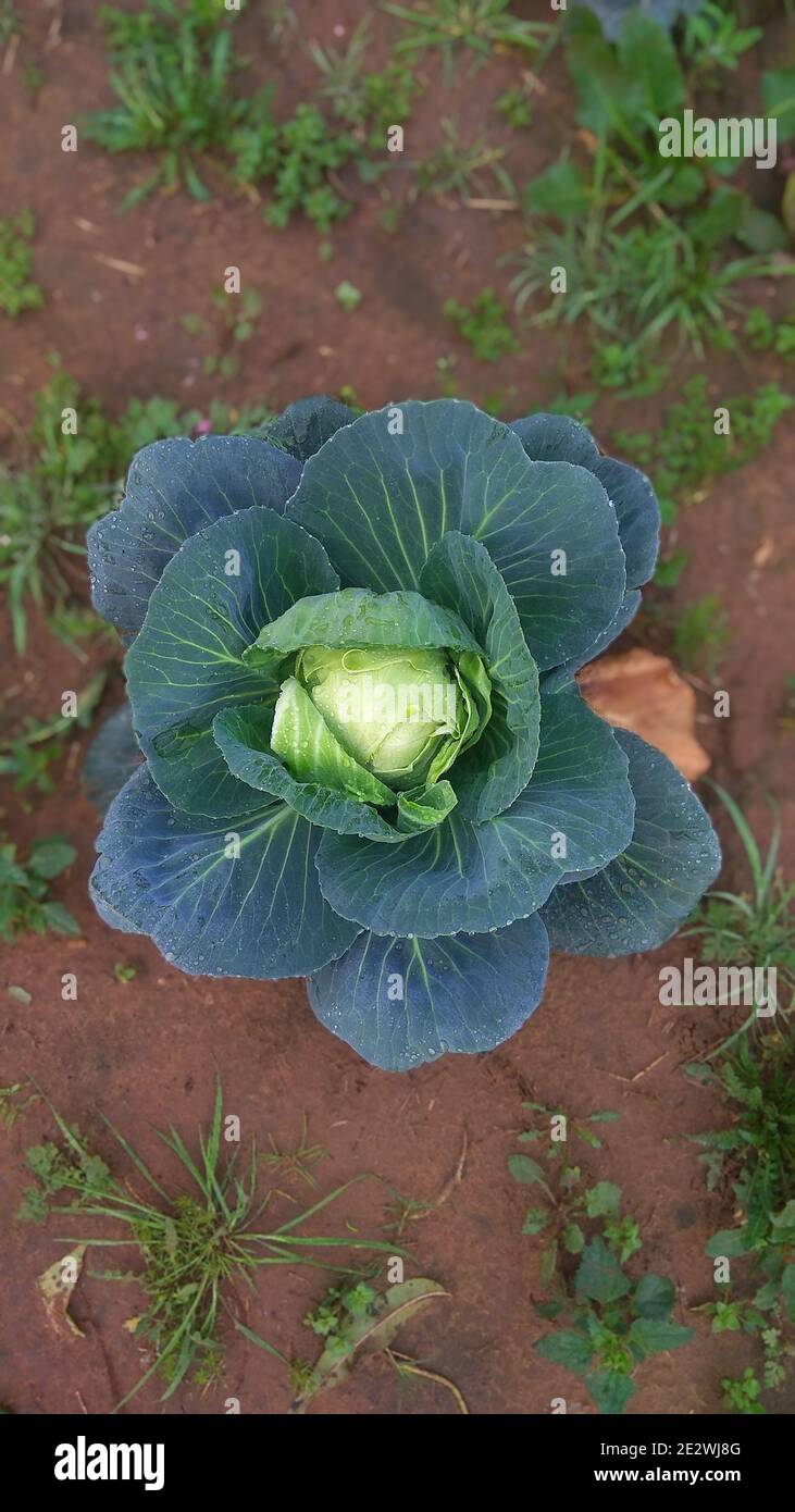 Top view of a cabbage growing in the soil Stock Photo - Alamy