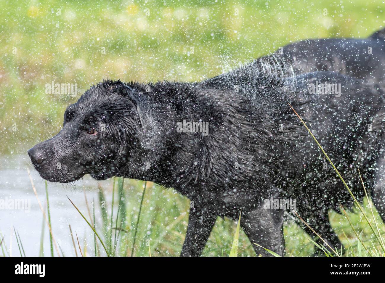 Black labrador retriever shaking off water hi-res stock photography and ...