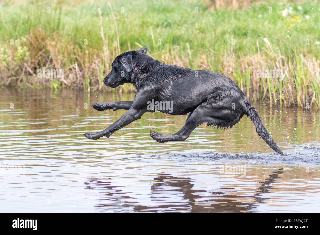 Black labrador jumping hi-res stock photography and images - Alamy