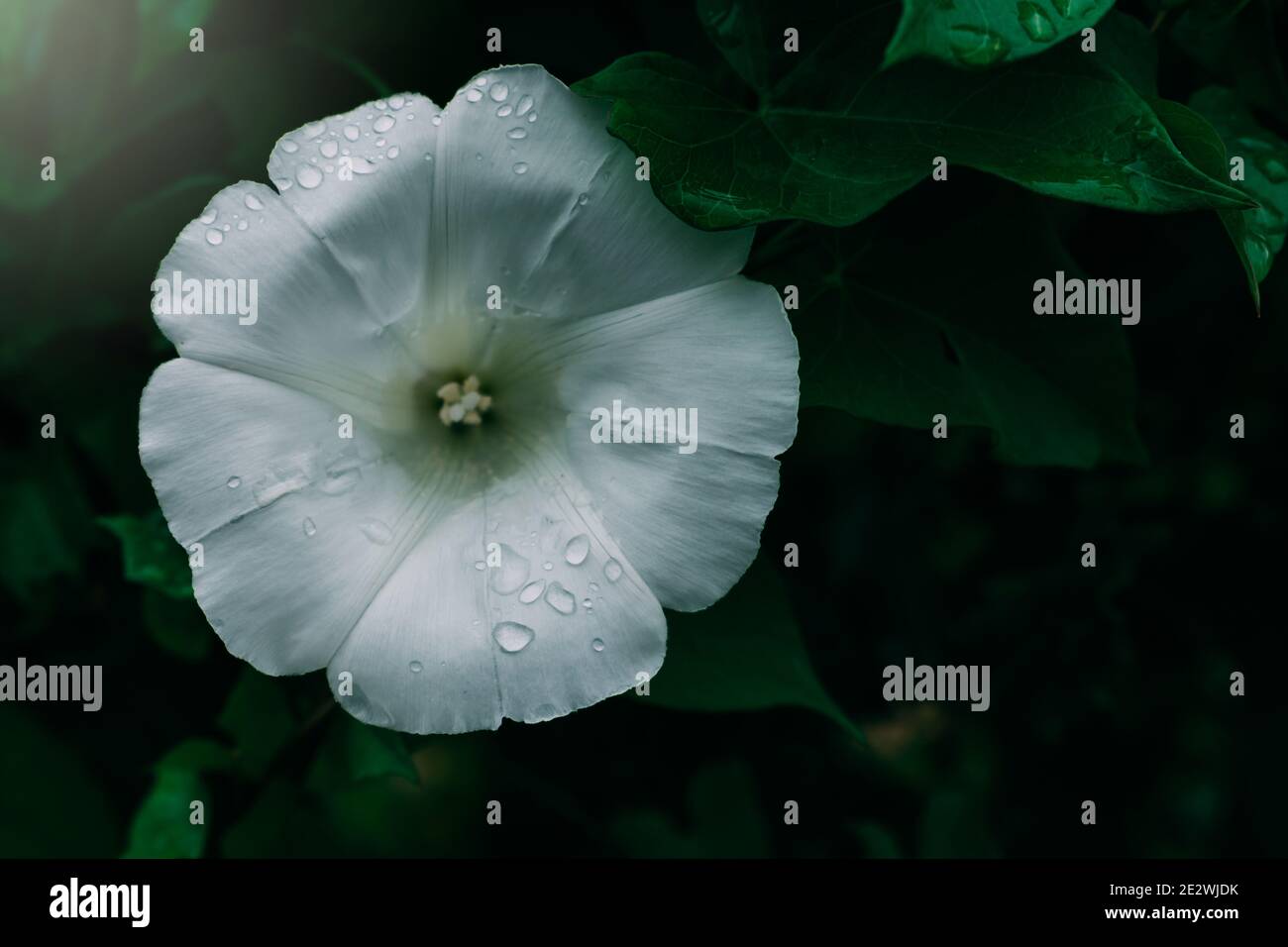 Common bindweed hi-res stock photography and images - Alamy