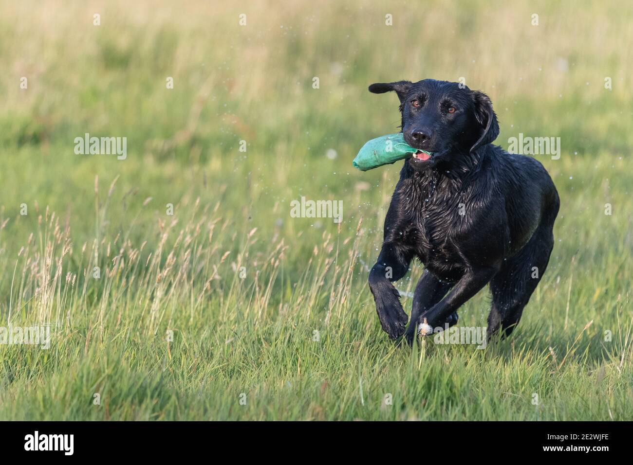 Black labrador retriever dog carrying hi-res stock photography and ...