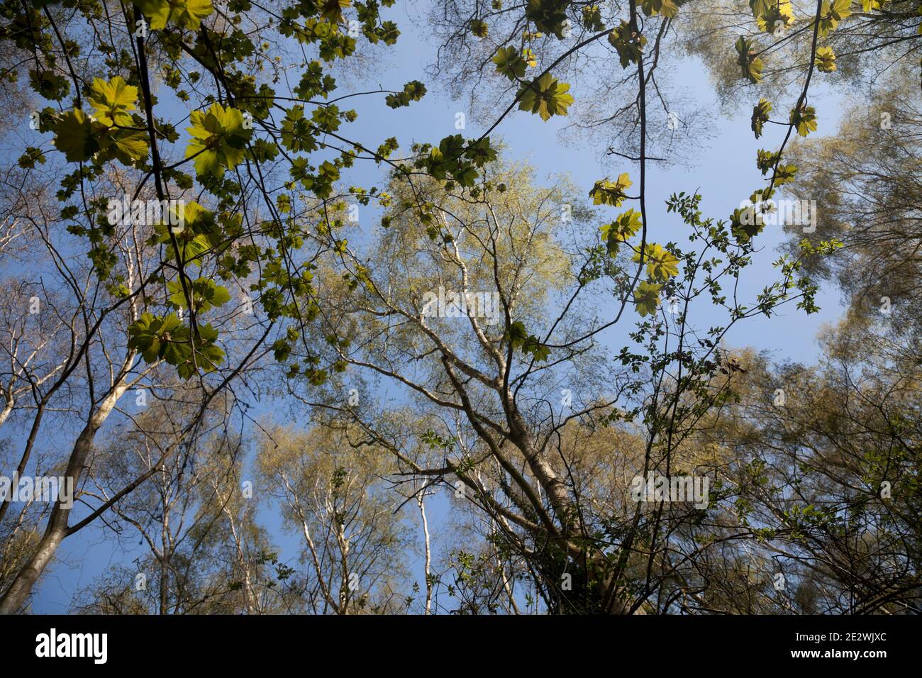 A thin white cloud crosses a blue sky high above the sunlit dappled ...