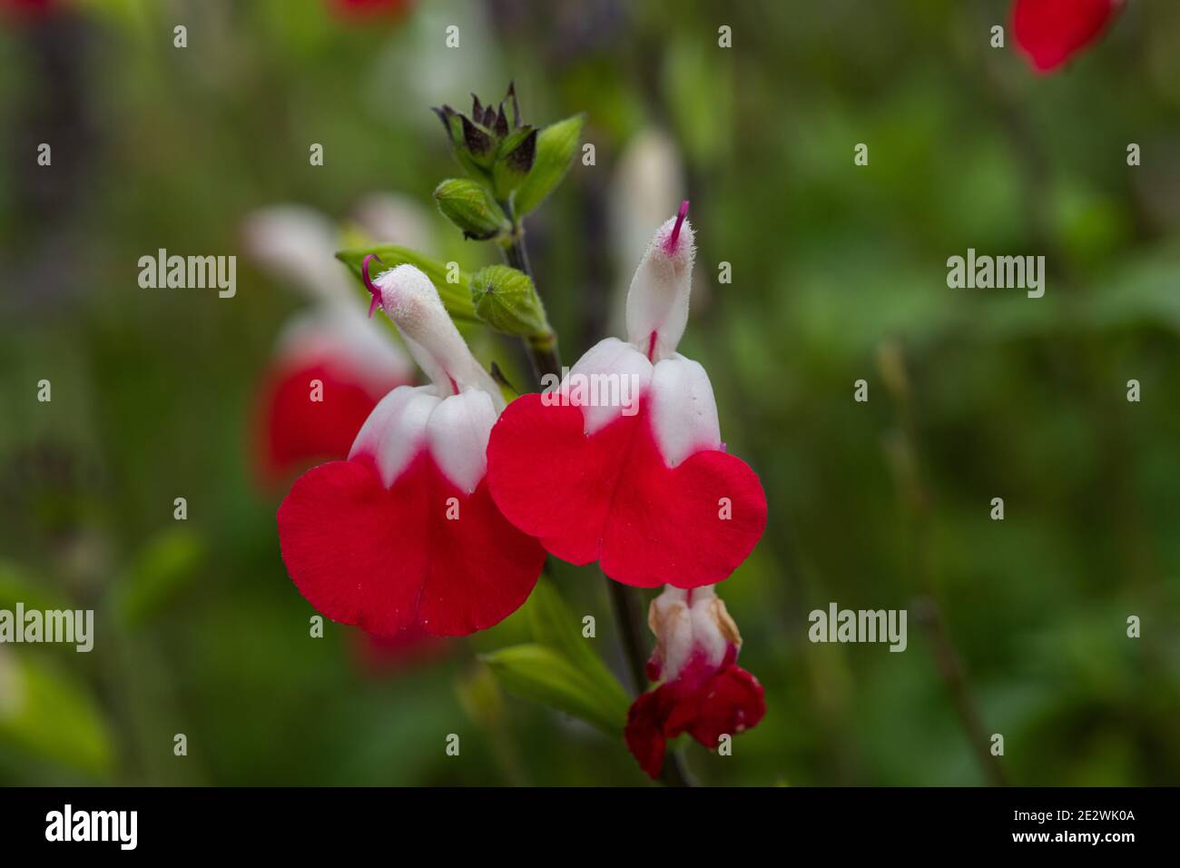 Salvia x jamensis ‘hot lips’ hi-res stock photography and images - Alamy