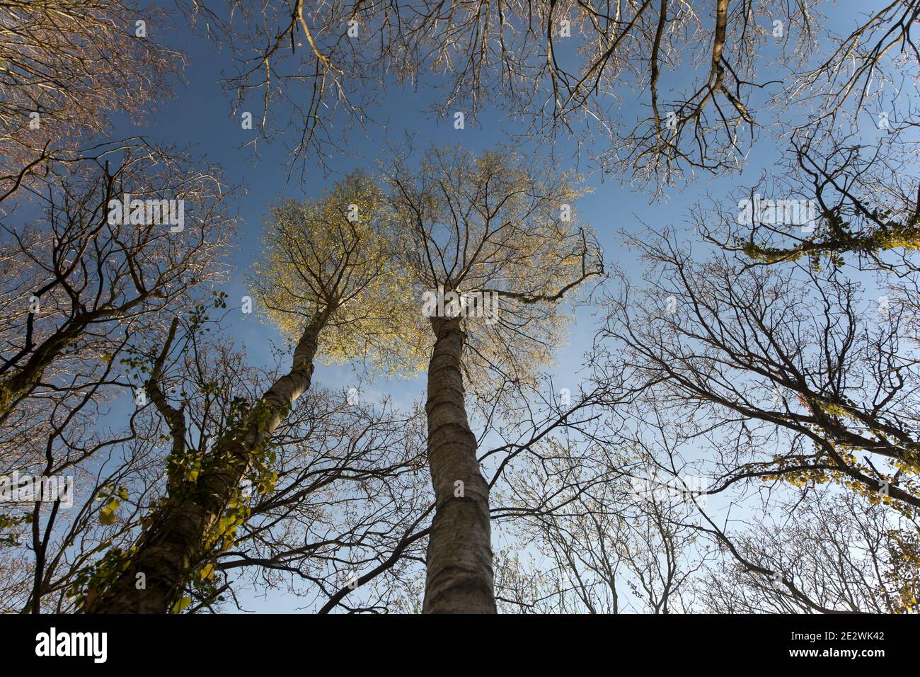 A thin white cloud crosses a blue sky high above the sunlit dappled ...