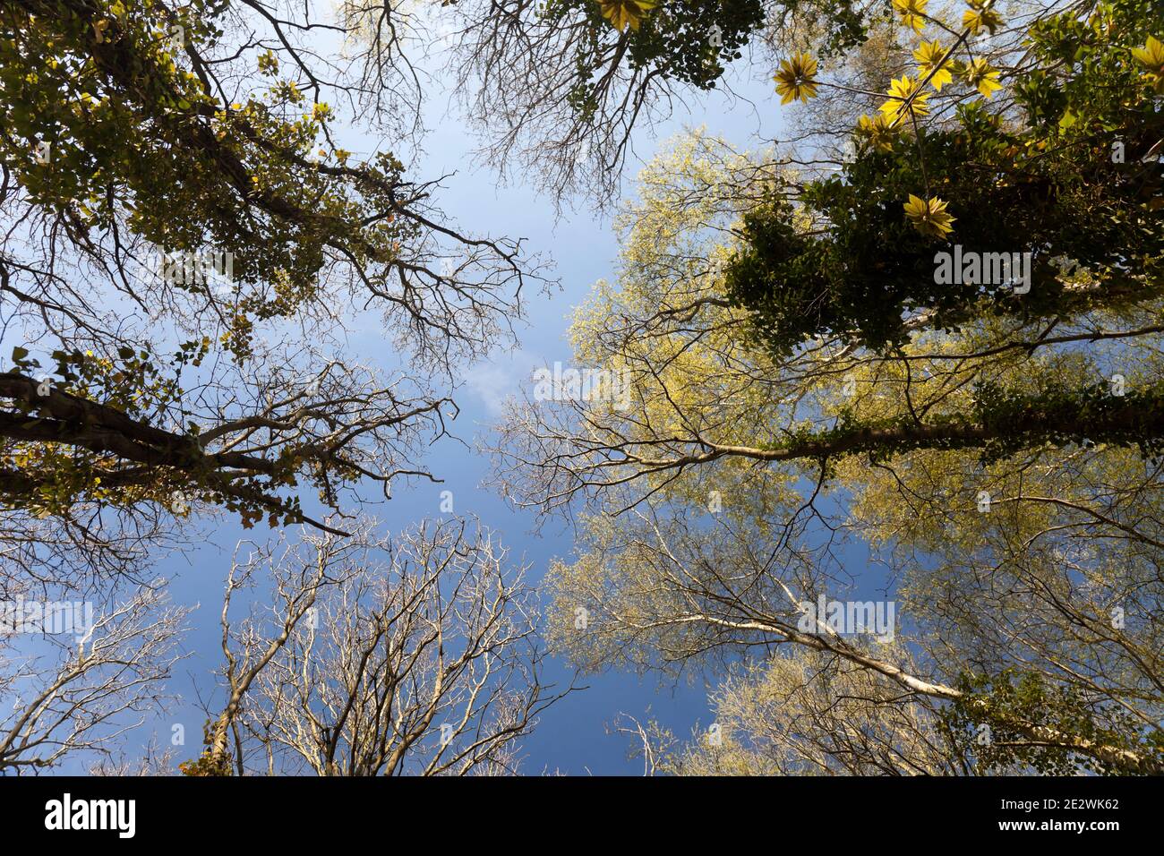 Cloud sky canopy leaves hi-res stock photography and images - Alamy