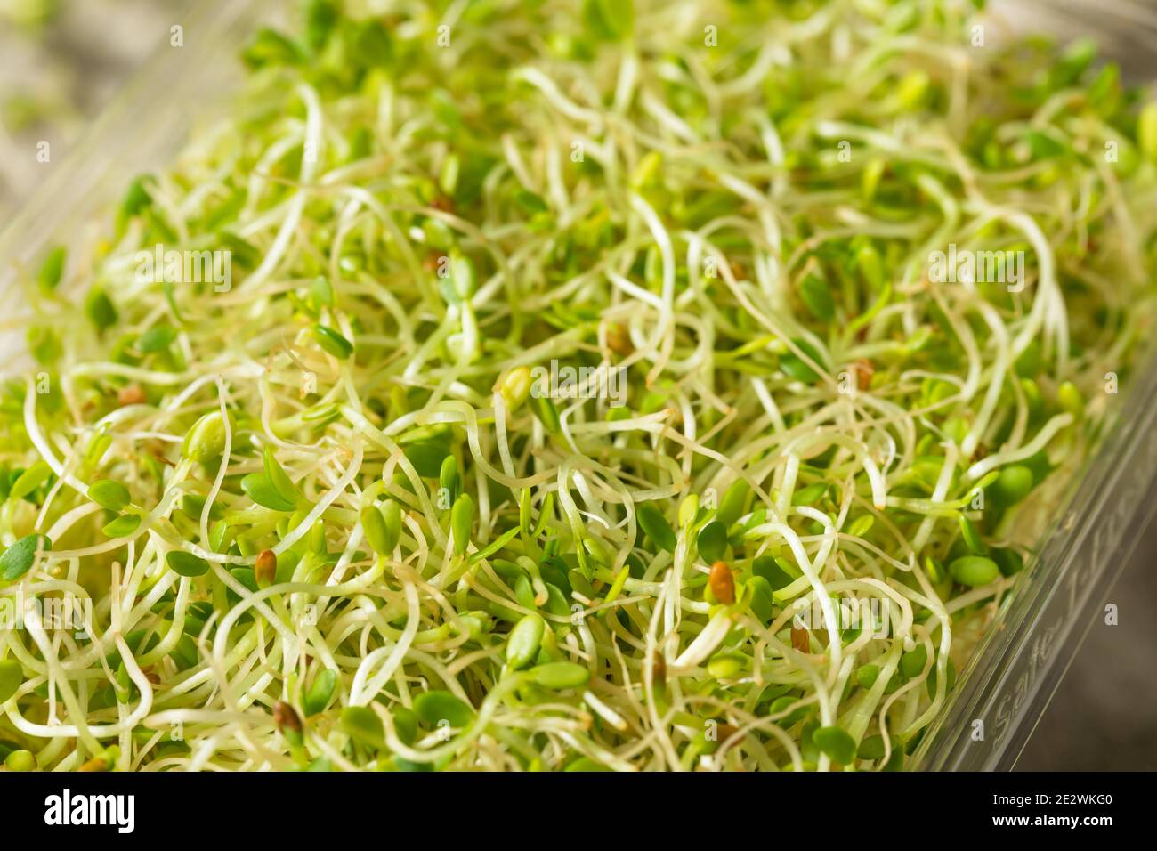 Organic Green Raw Alfalfa Sprouts in a Container Stock Photo - Alamy