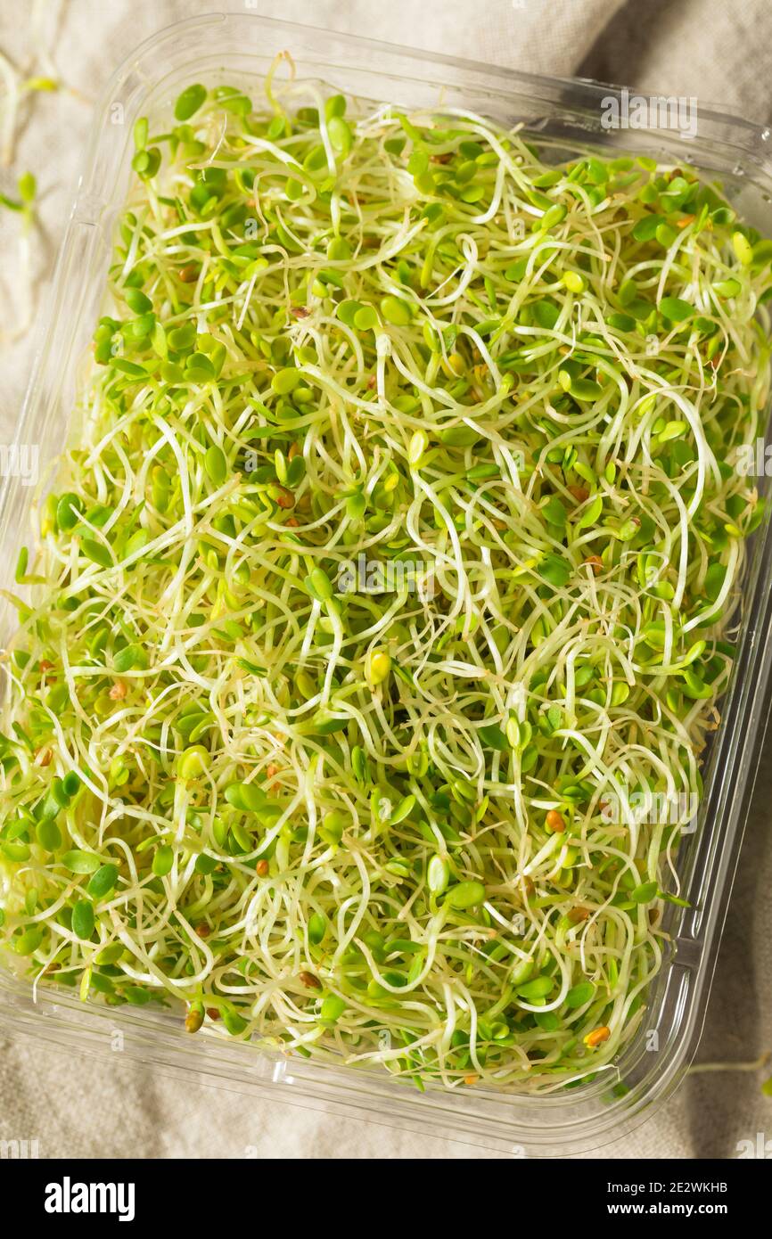 Organic Green Raw Alfalfa Sprouts in a Container Stock Photo - Alamy