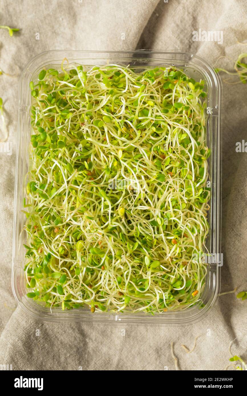 Organic Green Raw Alfalfa Sprouts in a Container Stock Photo - Alamy