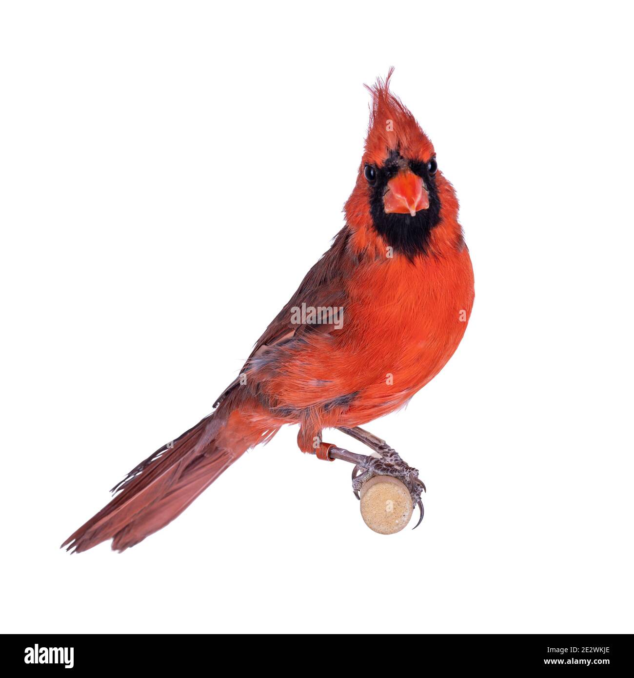 Male Northern Cardinal aka Cardinalis cardinalis bird, sitting on ...