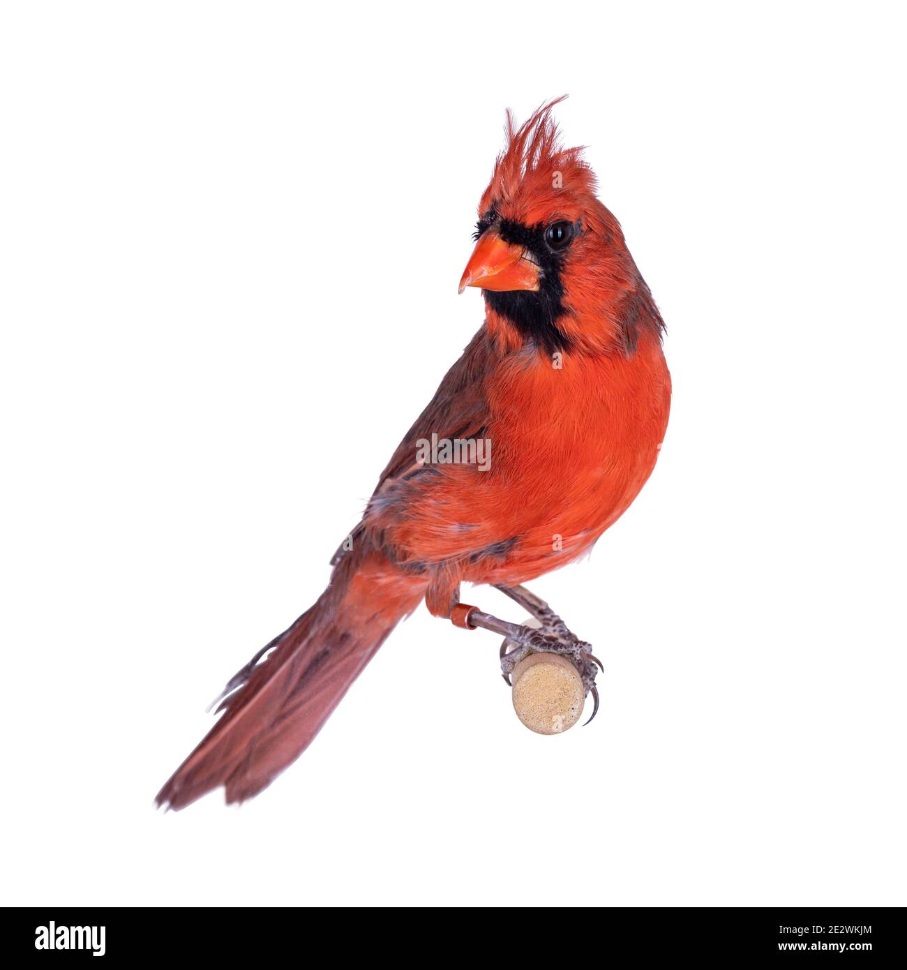 Male Northern Cardinal aka Cardinalis cardinalis bird, sitting on ...