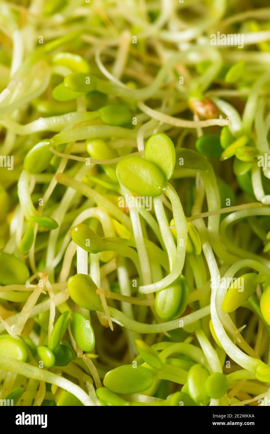 Alfalfa sprouts in container hi-res stock photography and images - Alamy