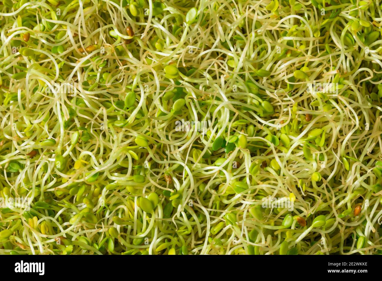Organic Green Raw Alfalfa Sprouts in a Container Stock Photo - Alamy