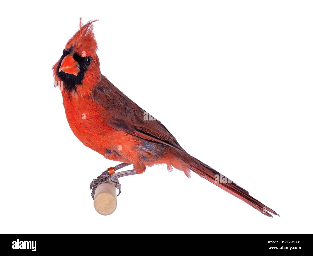 Male Northern Cardinal aka Cardinalis cardinalis bird, sitting on ...