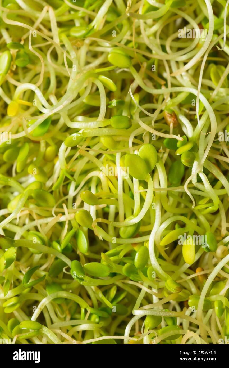 Organic Green Raw Alfalfa Sprouts in a Container Stock Photo - Alamy