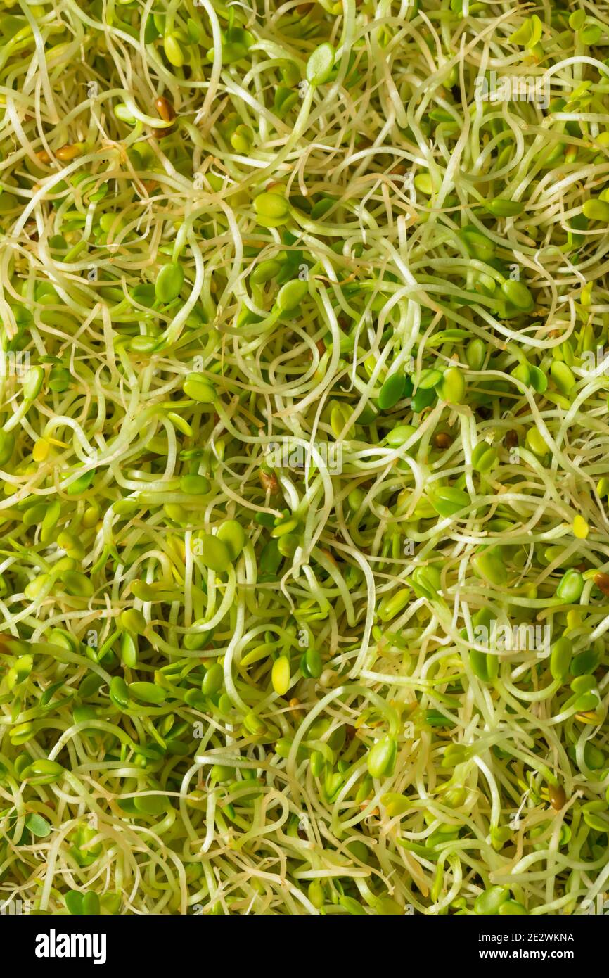 Organic Green Raw Alfalfa Sprouts in a Container Stock Photo - Alamy
