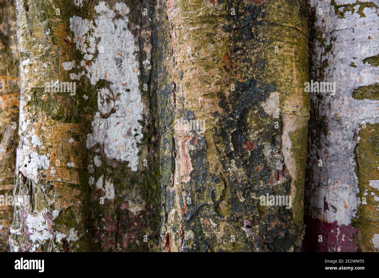 Timber skin hi-res stock photography and images - Alamy