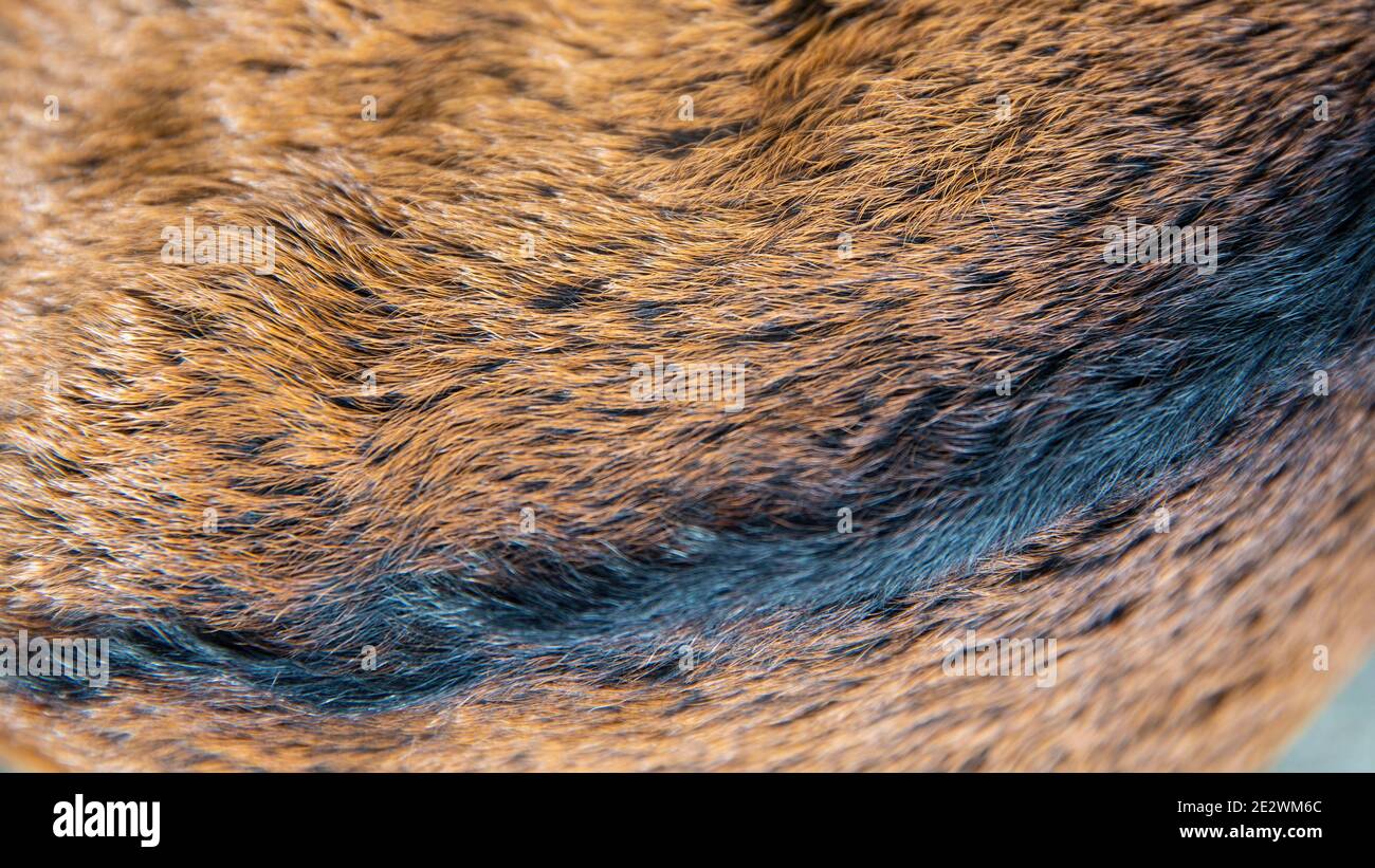 Goat skin hi-res stock photography and images - Alamy