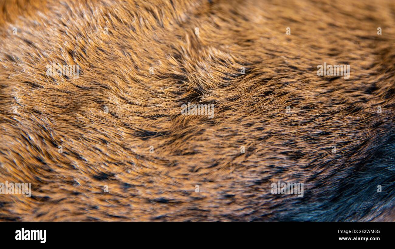 Goat hair texture hi-res stock photography and images - Alamy