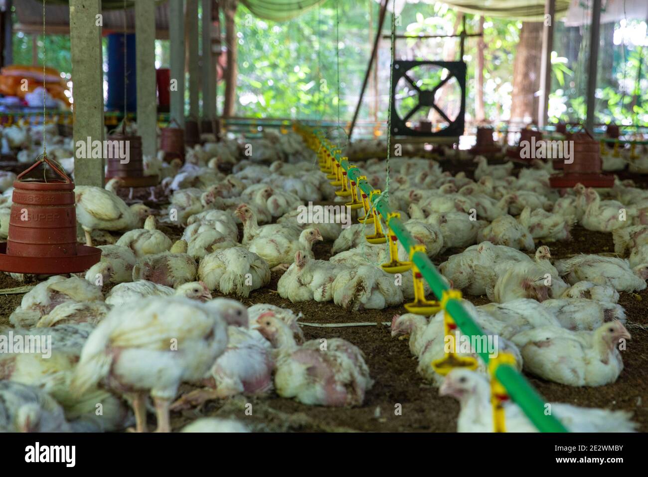 Poultry farm building hi-res stock photography and images - Alamy