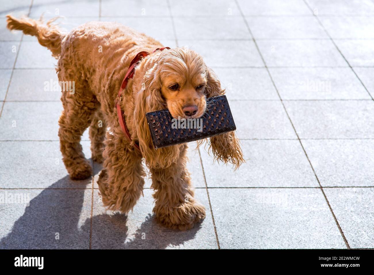 a fluffy brown dog alone walk on a city street on a pedestrian stone ...
