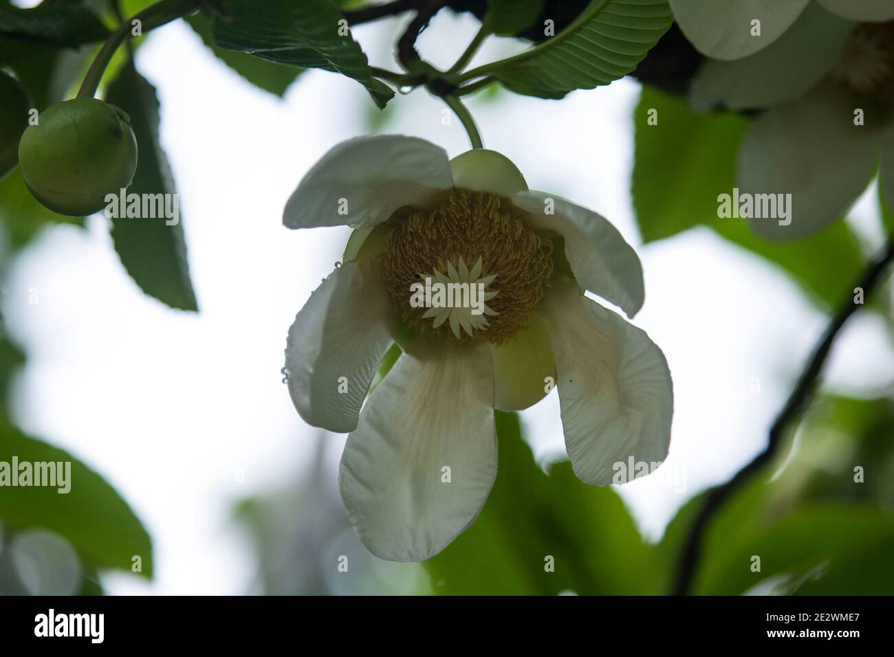 Closeup of Elephant Apple (Dillenia indica) flower, Chandpur ...
