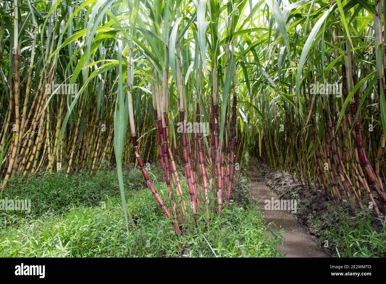 Sugarcane cultivation hi-res stock photography and images - Alamy