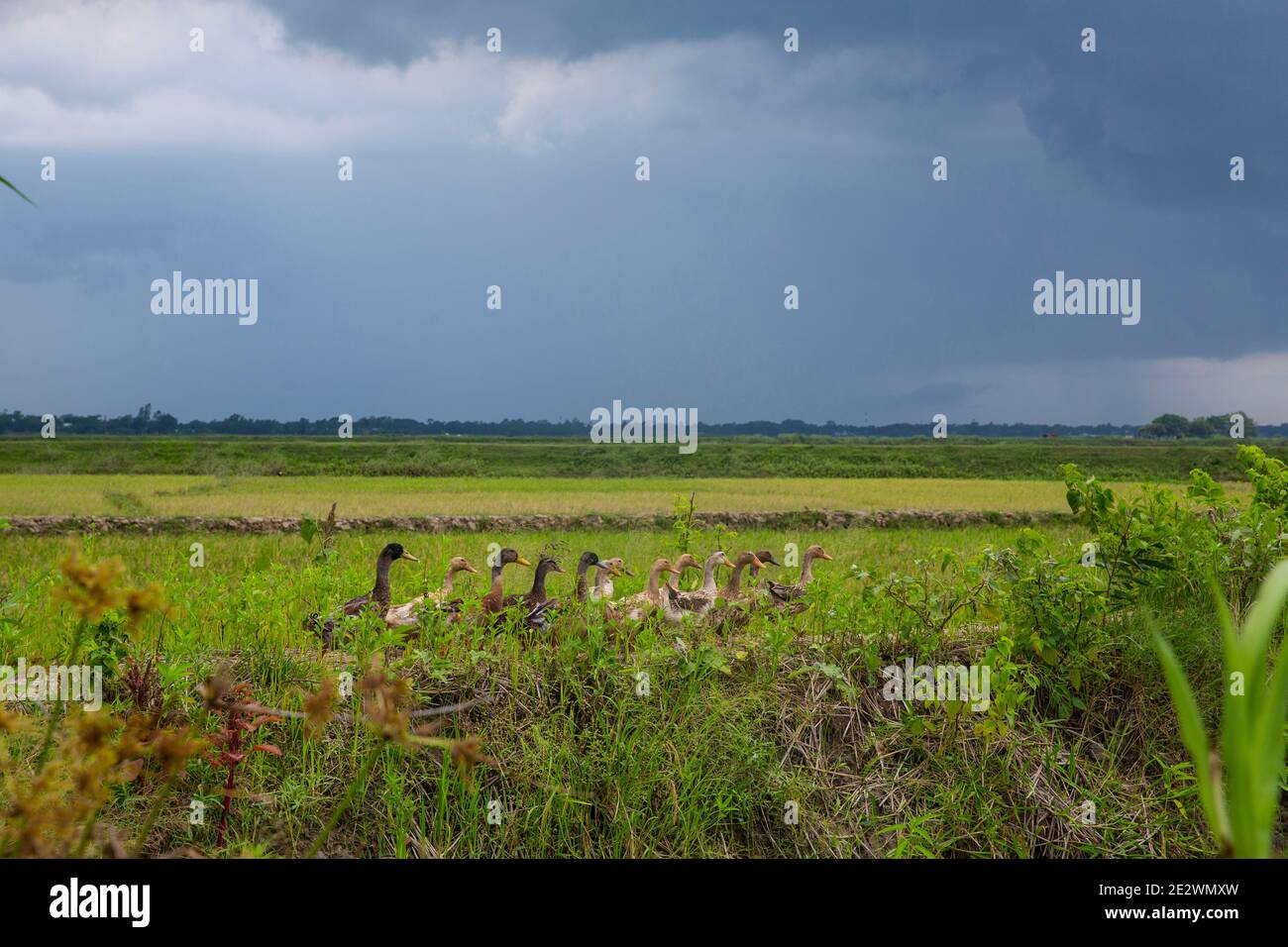 Beautiful landscape of Chandpur, Bangladesh Stock Photo - Alamy