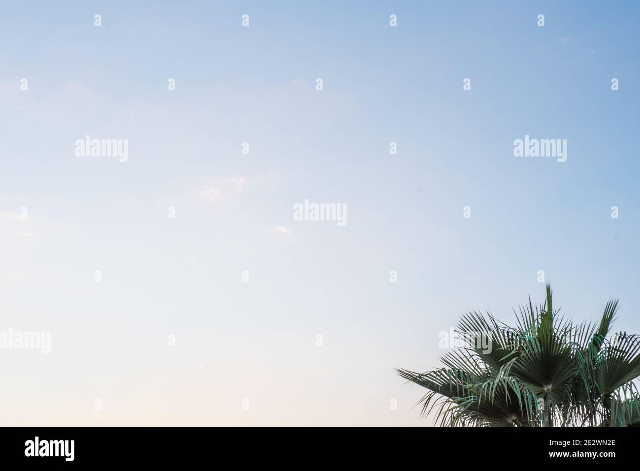 palm tree with lots of negative space minimalist style Stock Photo - Alamy