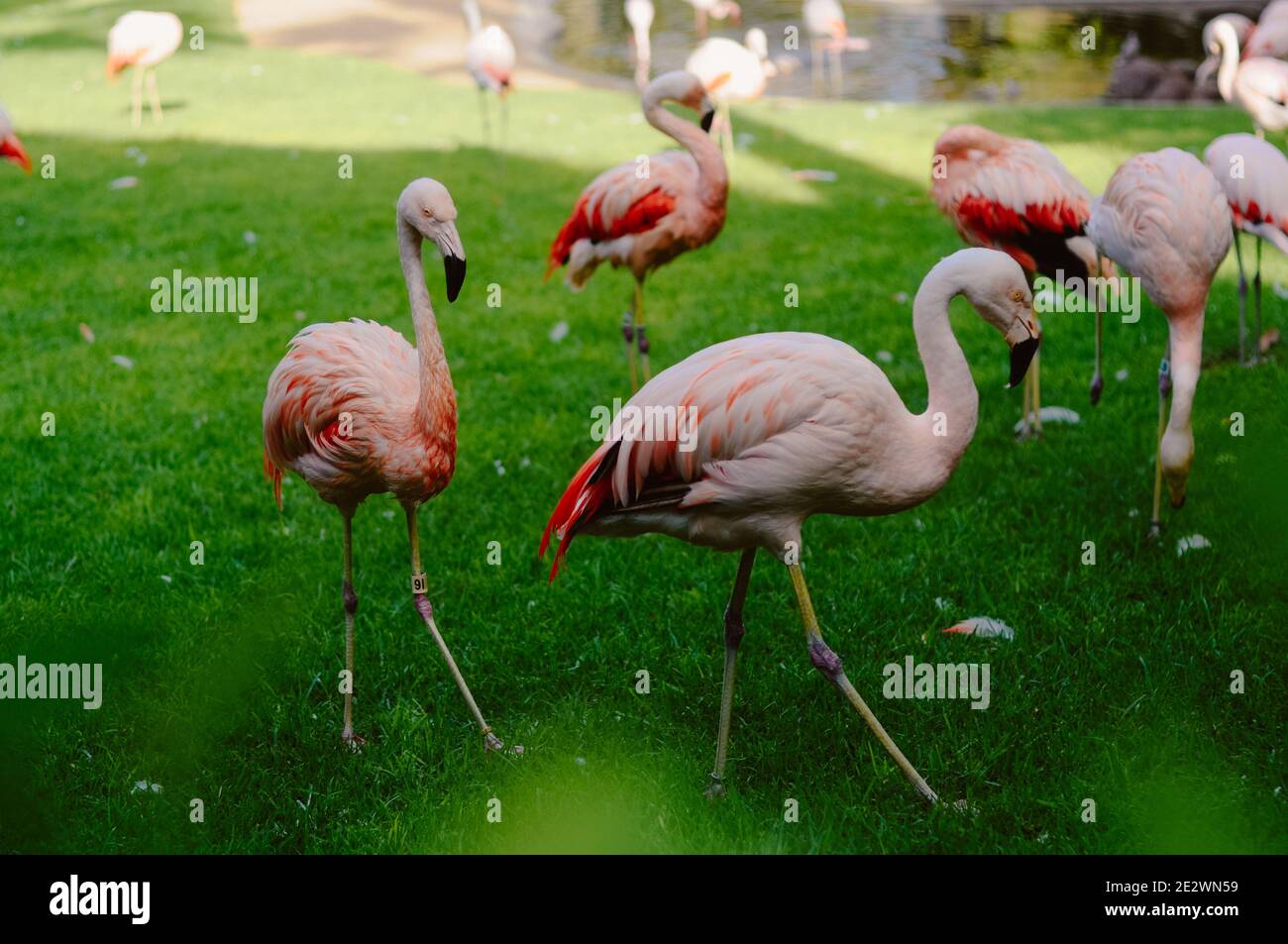 Group of pink flemish in green grass Stock Photo - Alamy