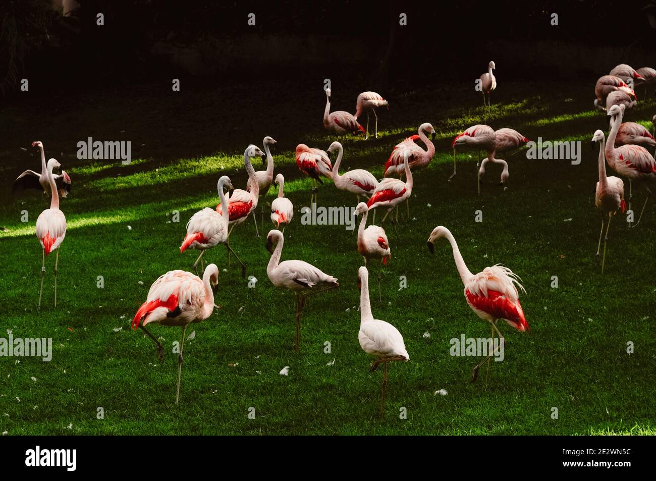 Exotic flemish hi-res stock photography and images - Alamy