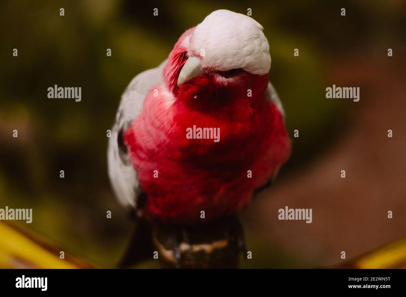 Red And Black Colored Birds In Their Habitat Stock Photo Alamy red-and-black-colored-birds-in-their-habitat-stock-photo-alamy