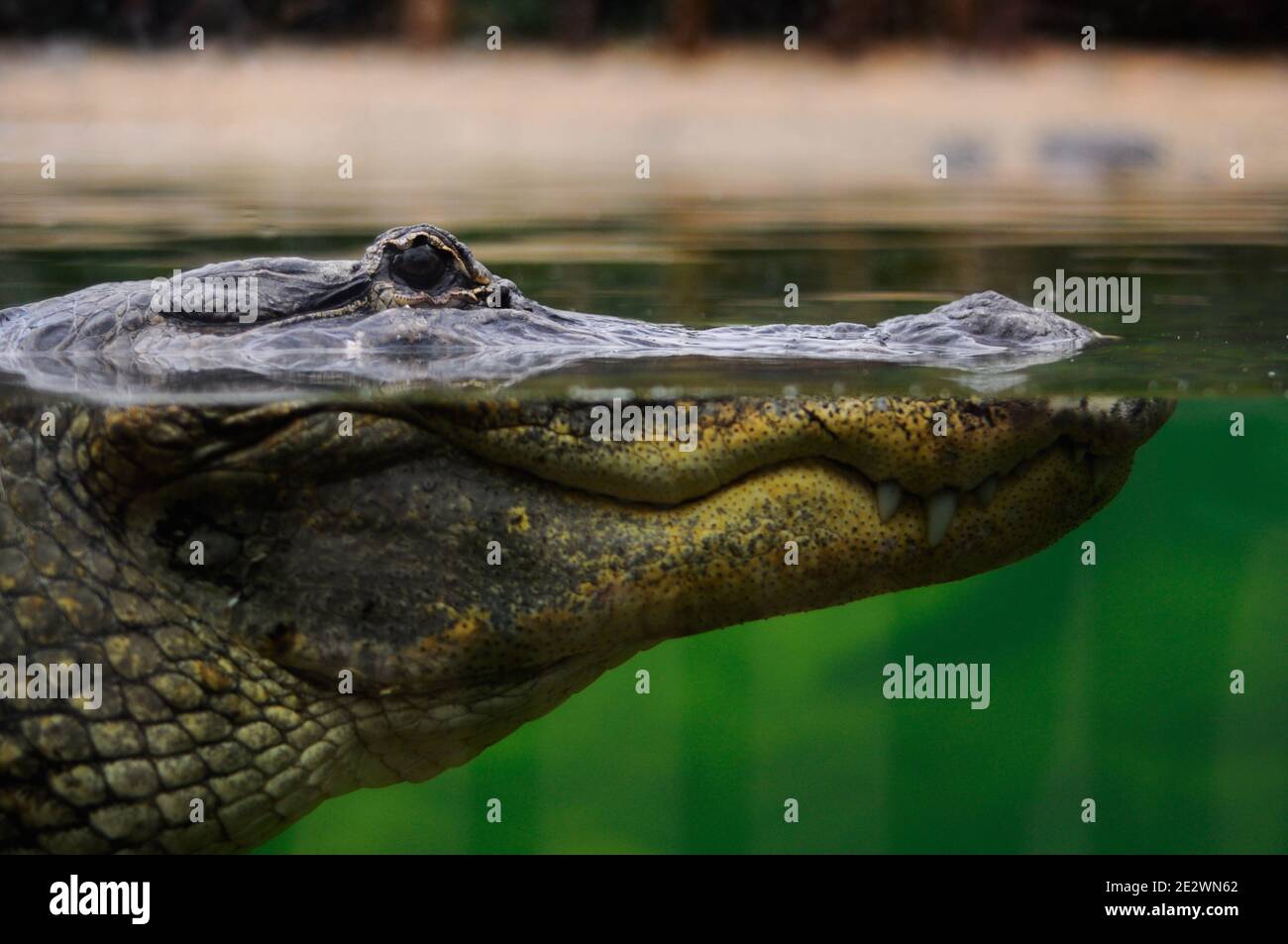 crocodile looking at camera in green tinted water Stock Photo - Alamy