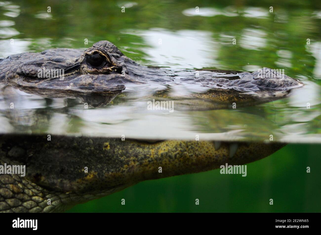 crocodile looking at camera in green tinted water Stock Photo - Alamy