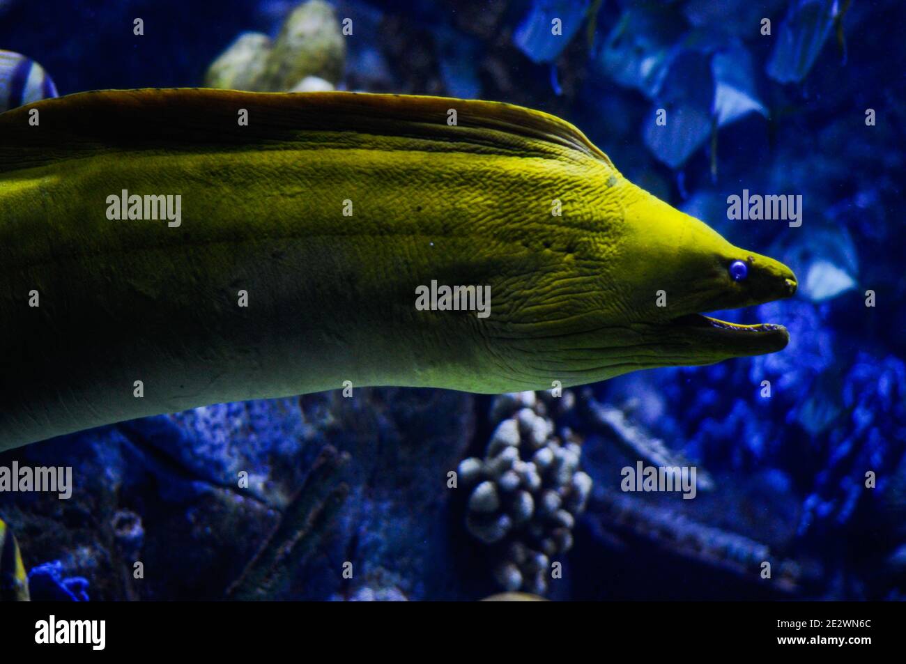 yellow head moraine fish underwater sea life, blue water Stock Photo ...