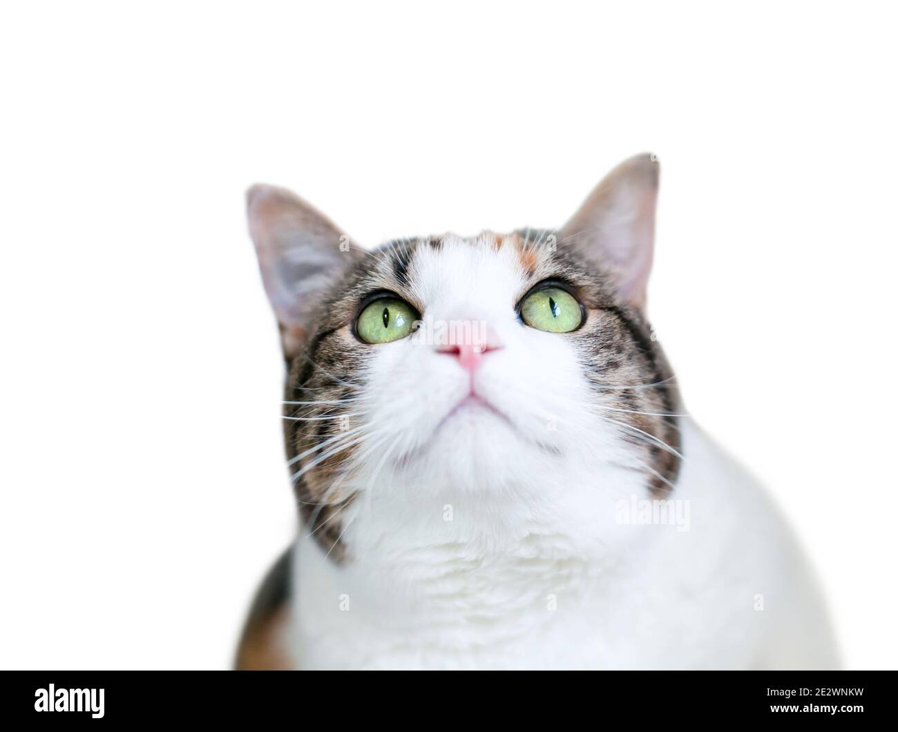 White Calico Cat With Green Eyes