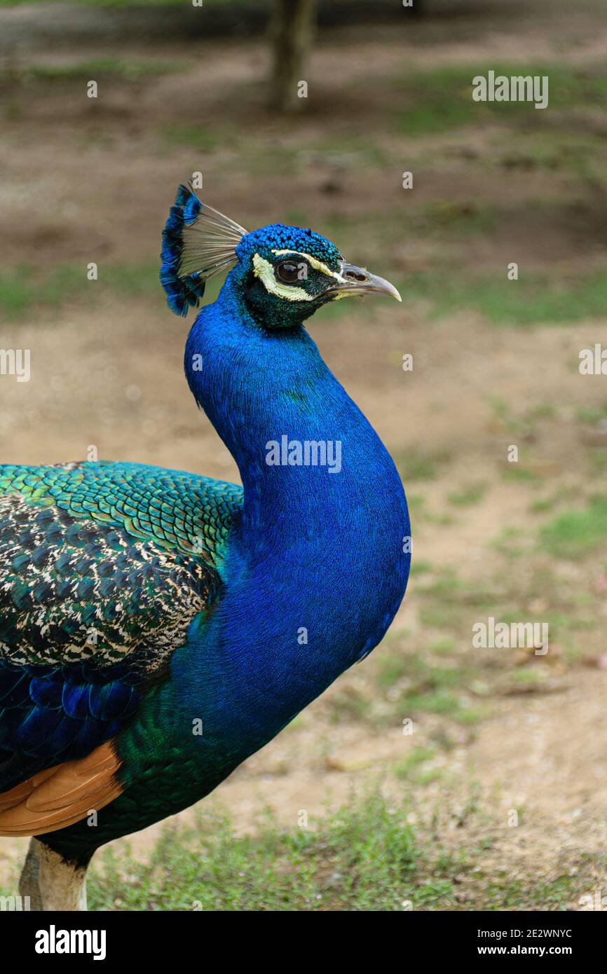 Blue peacock side face. Showing the beauty of its crest and neck ...