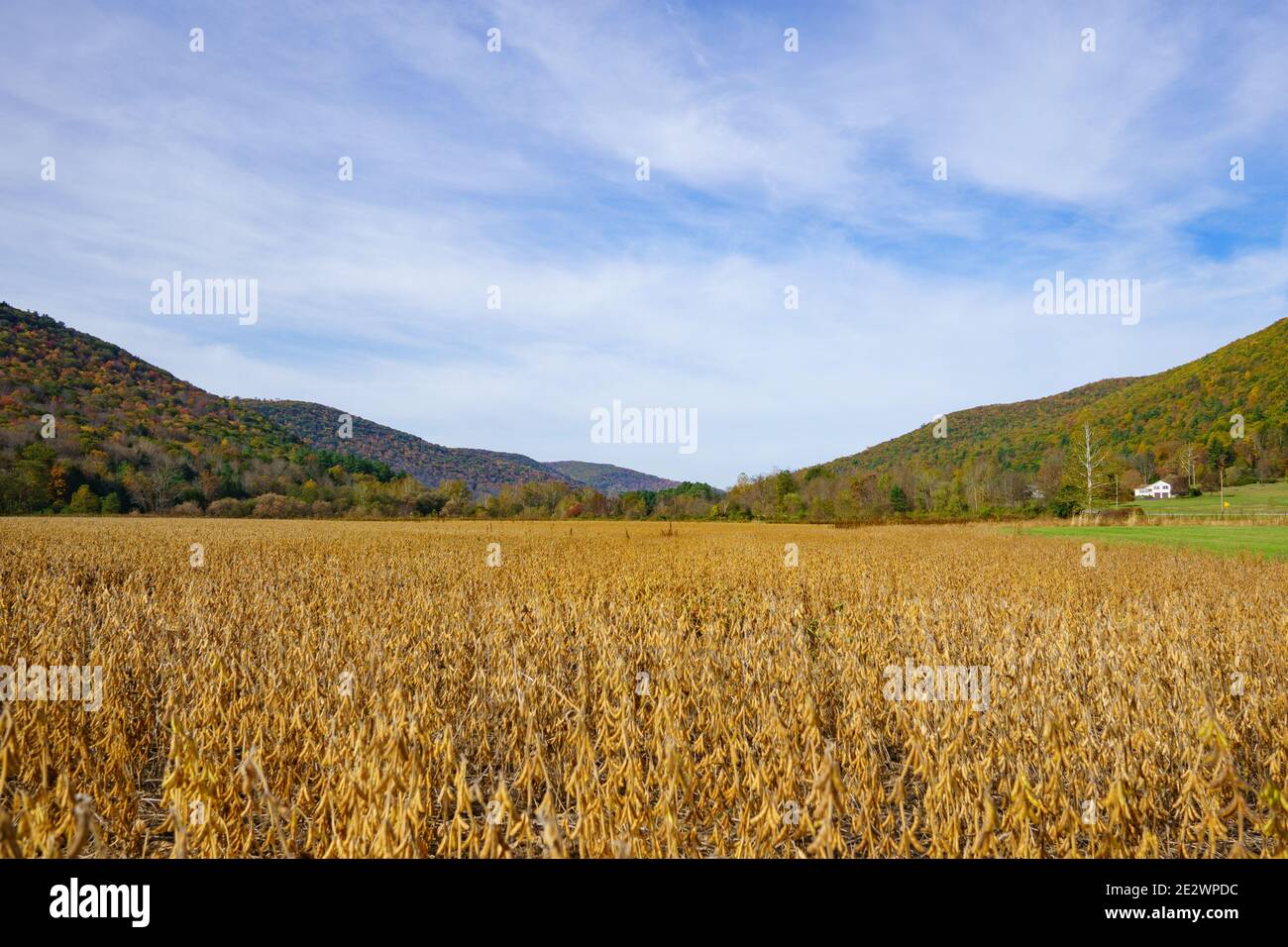 Ansonia hi-res stock photography and images - Alamy